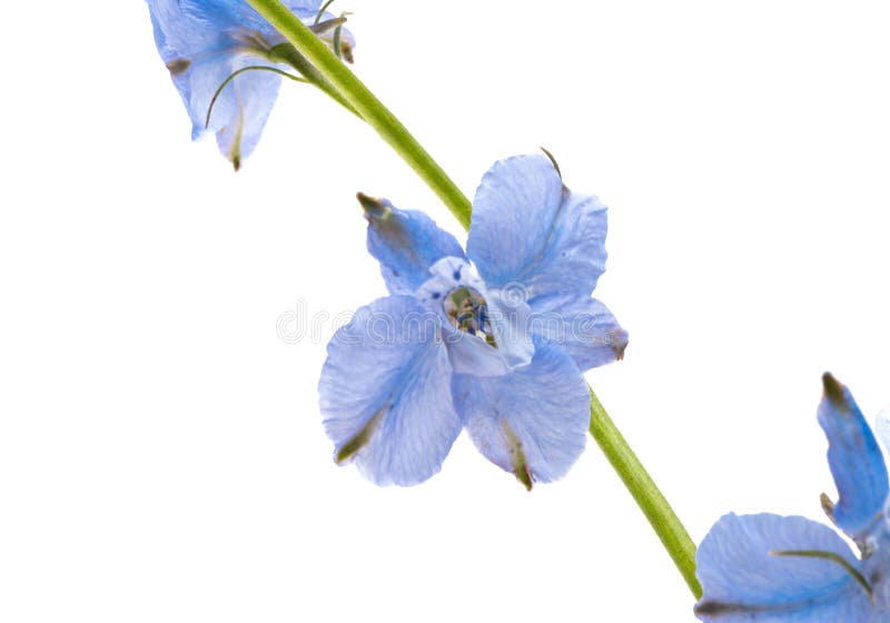 Flower of Blue Wild Delphinium Isolated Stock Photo - Image of closeup ...