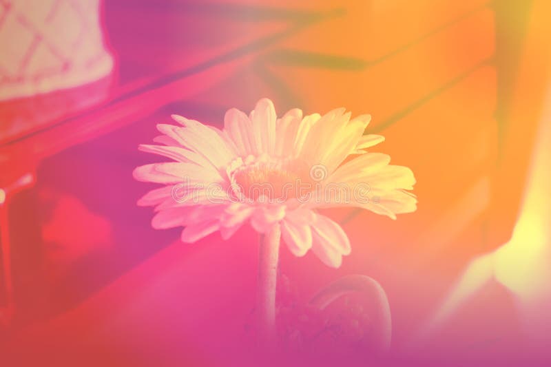 Flower in Blurred Background with Vintage Effect. Stock Image - Image ...