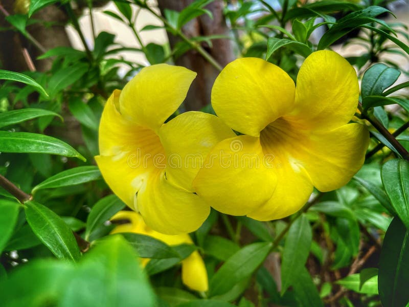 Allamanda Cathartically Flower Tallow Bloom Stock Photo - Image of ...
