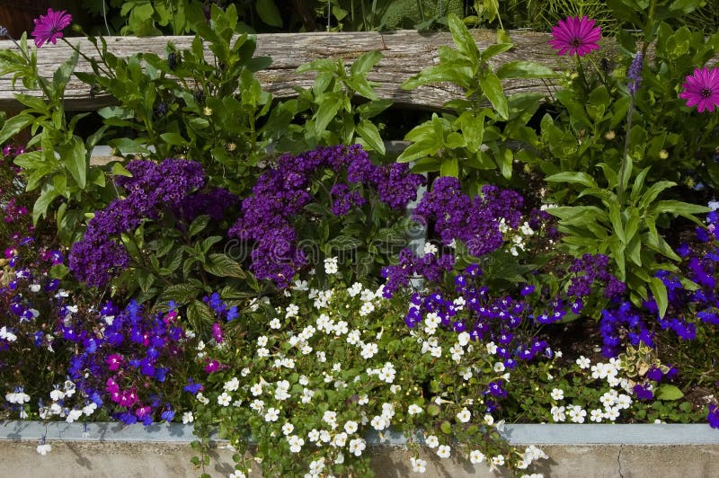 Flower border stock image. Image of flowers, colorful - 10040511