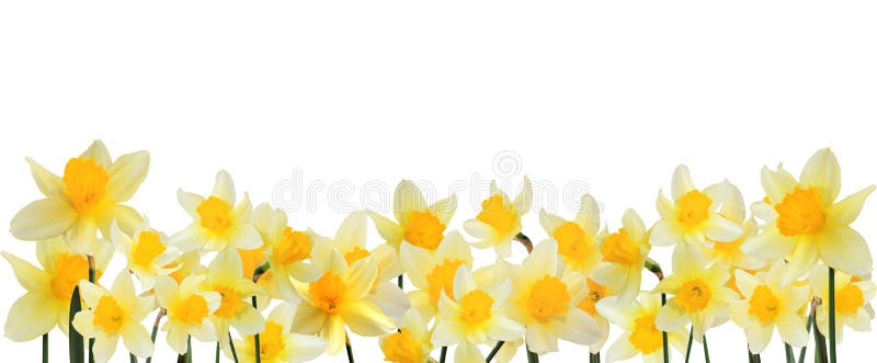 609 Spring Daffodils Border Frame Background Stock Photos - Free ...