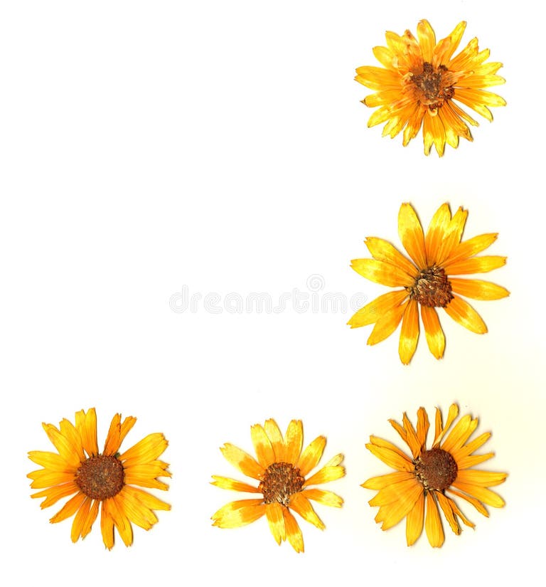 381 Pressed Flowers Border Stock Photos - Free & Royalty-Free Stock ...