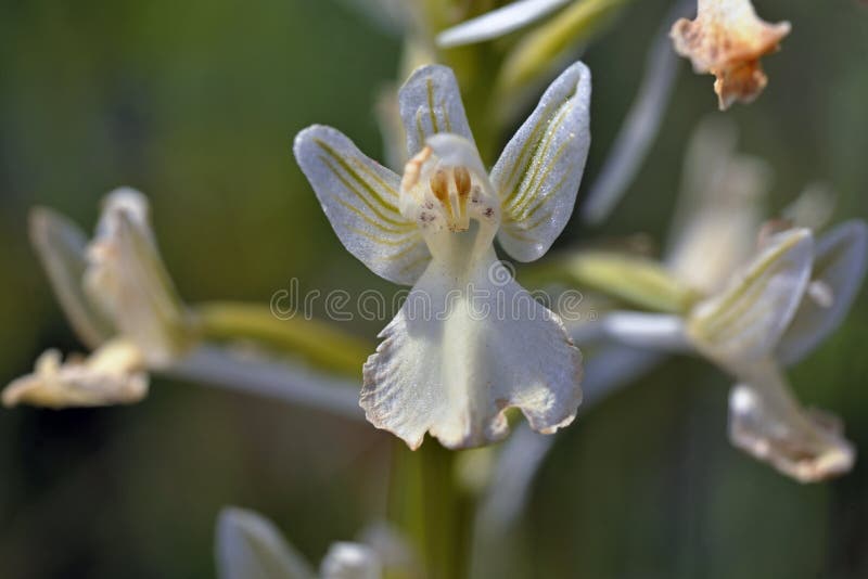 BoryÂ´s orchid, Crete stock photo. Image of outdoor - 169438312