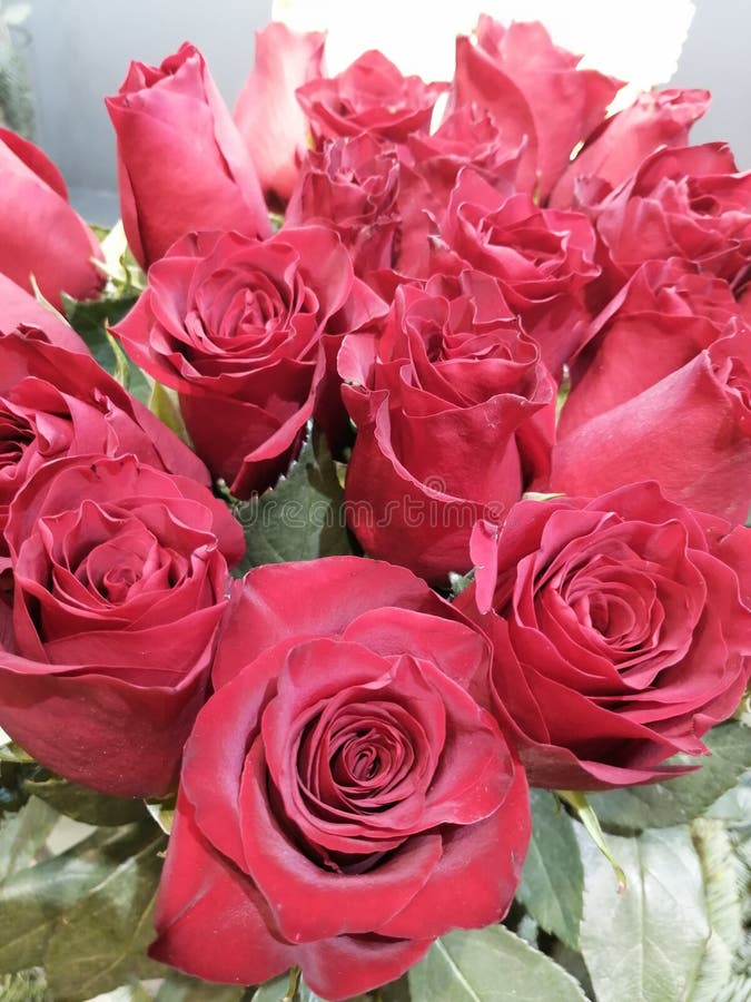 Flower Bouquet of Fresh Bright Red Roses Stock Photo - Image of fresh ...