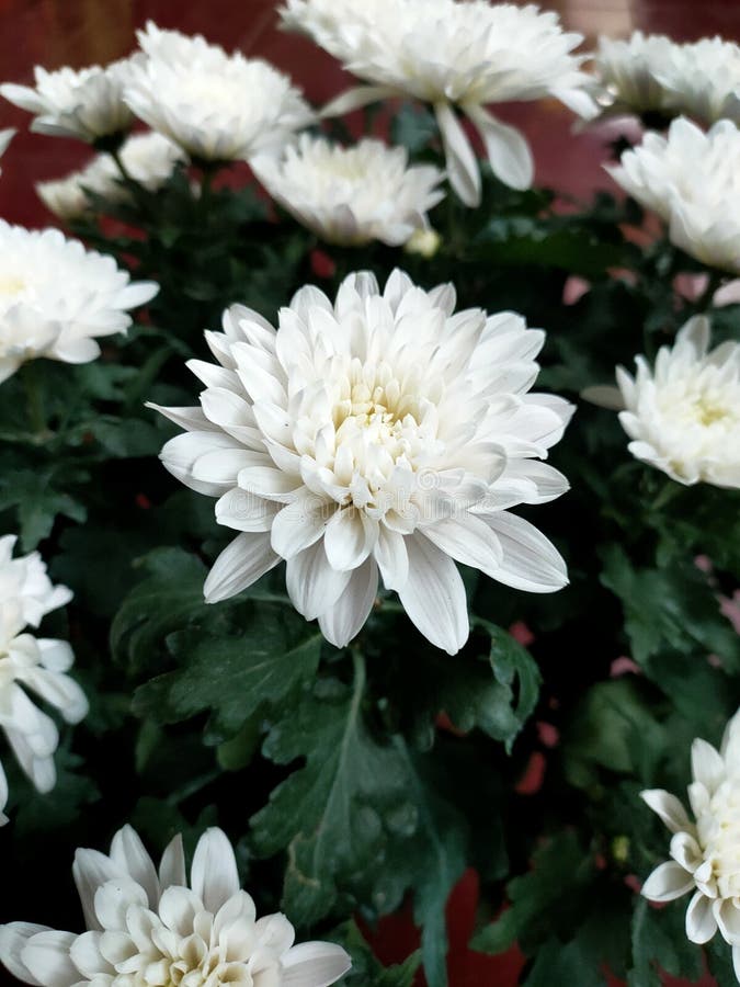 White Krisan Beauty Nature Stock Photos - Free & Royalty-Free Stock ...