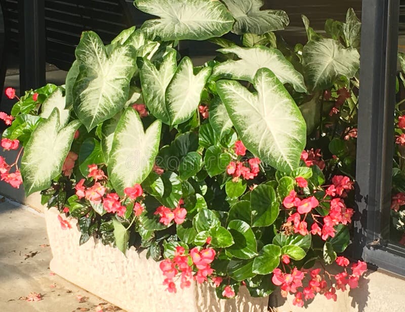 Flower Box in Front of Window Stock Photo - Image of blossom, summer ...