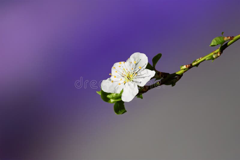 Flower on a branch stock image. Image of outdoors, space - 13727659