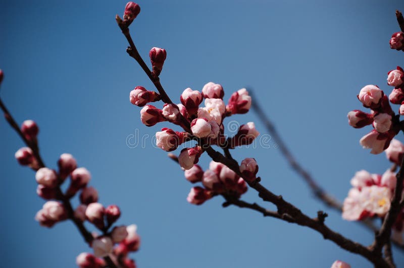 Flower branch stock image. Image of grow, conservation - 2247541