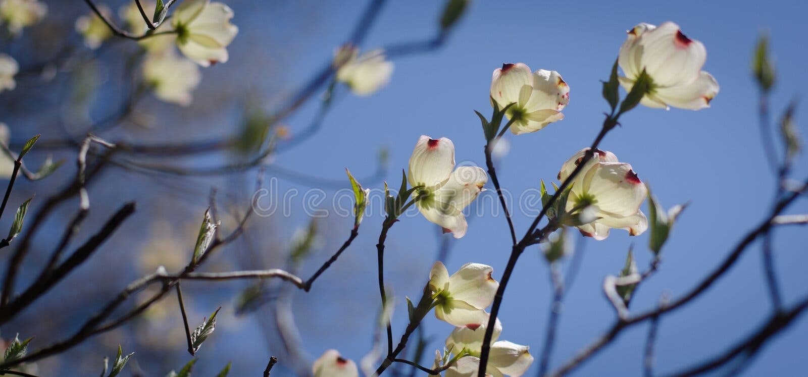 Branch, Blossom, Sky, Spring Picture. Image: 135982873