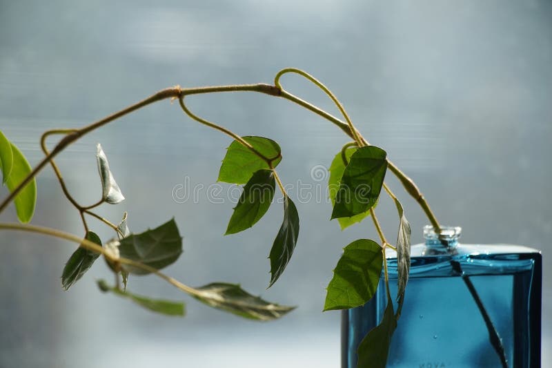 Plant in a jar stock image. Image of roots, germinating - 272203383