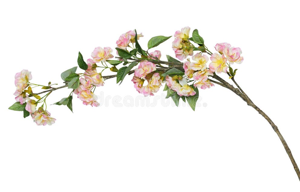 Flower branch on a white stock image. Image of botanic - 263367269