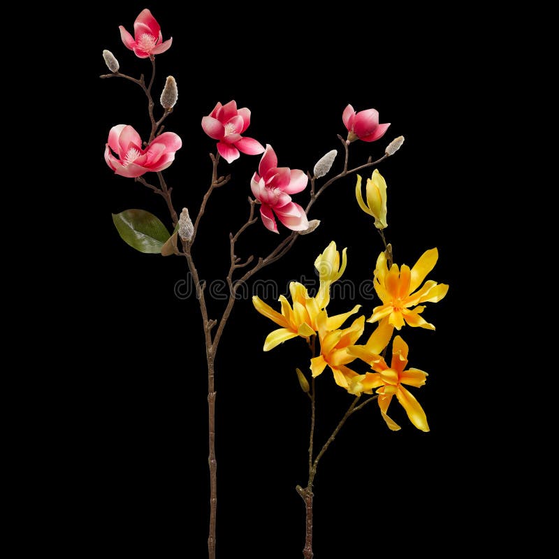 Flower with Branches Cut Out Isolated Black Background with Clipping ...