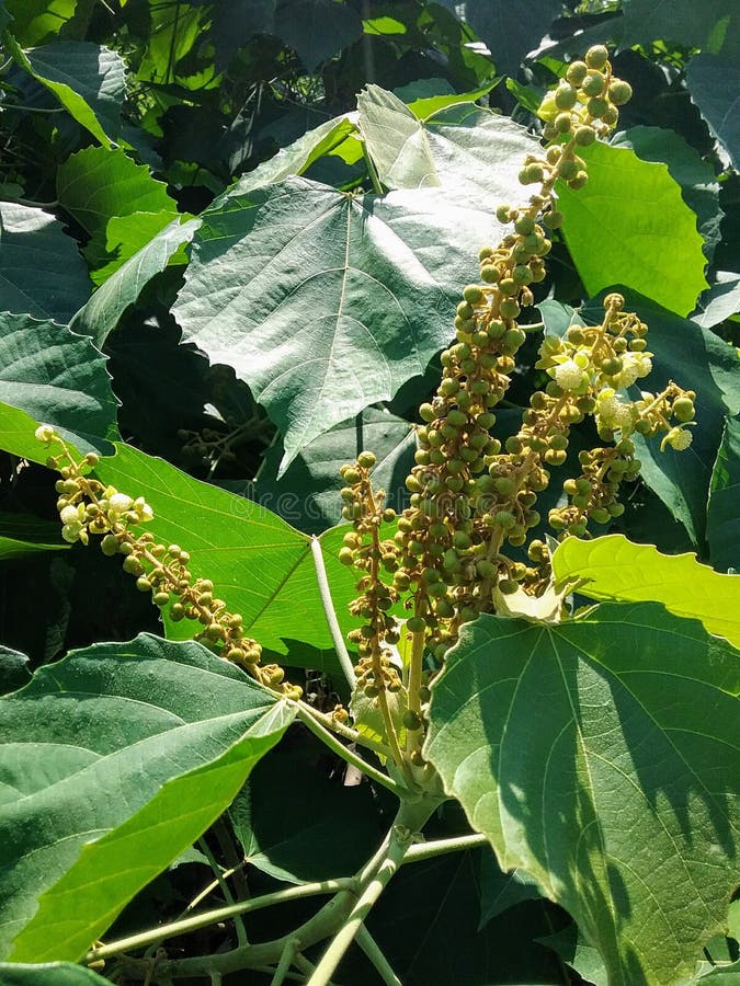 The Flower Branches of the Hibiscus Tree Grow at the Junction of the ...