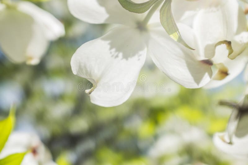 Spring has sprung stock photo. Image of flowers, leaves - 109682056