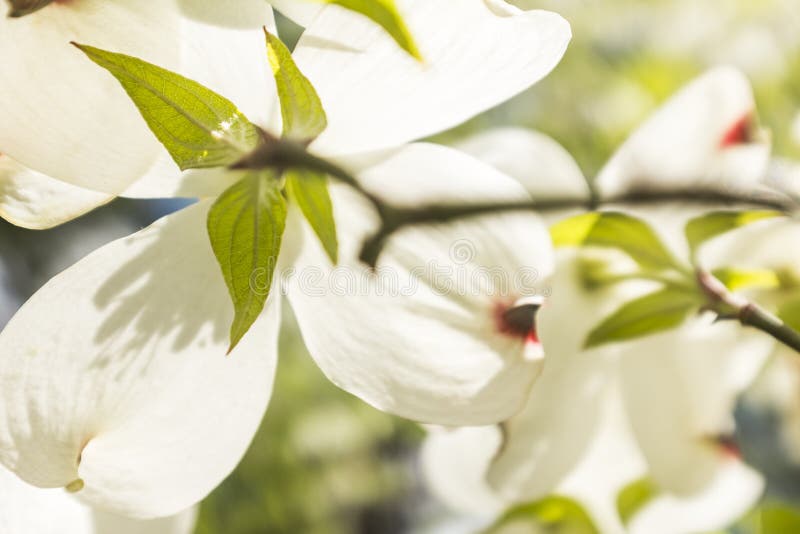 Spring has sprung stock photo. Image of flowers, leaves - 109682056