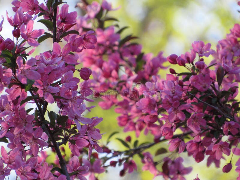 Flower branches stock image. Image of spring, branches - 275774565