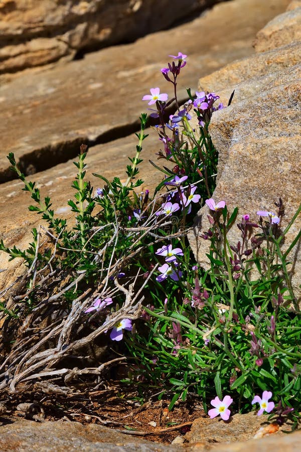 Flower Breaking through the Stones Stock Image - Image of background ...