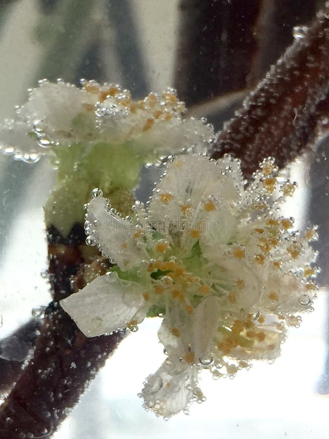 Underwater spring stock photo. Image of water, underwater - 141037016