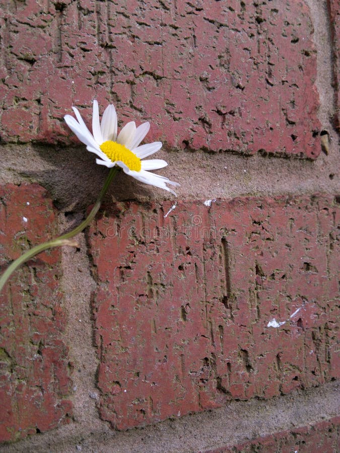 Flower on brick wall stock photo. Image of daisy, wall - 33094524