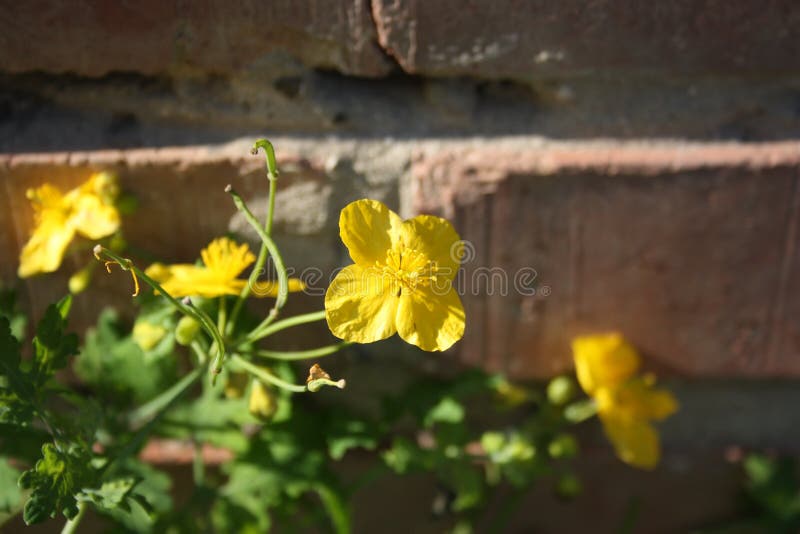 Flower by the Brick Wall. Photo Stock Image - Image of blossom, pattern ...
