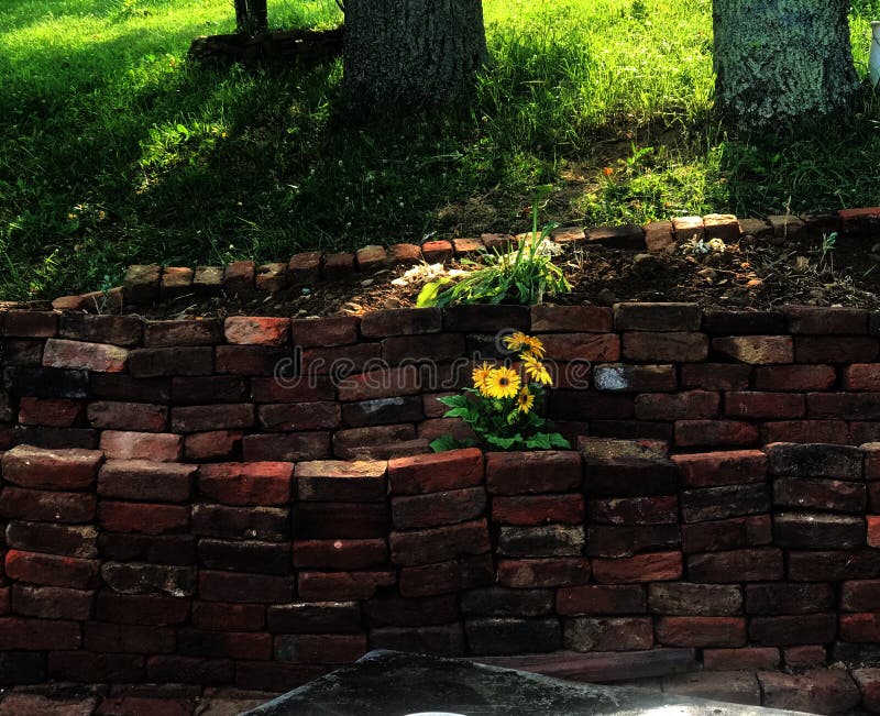 Flower in bricks stock image. Image of green, flower - 149666737