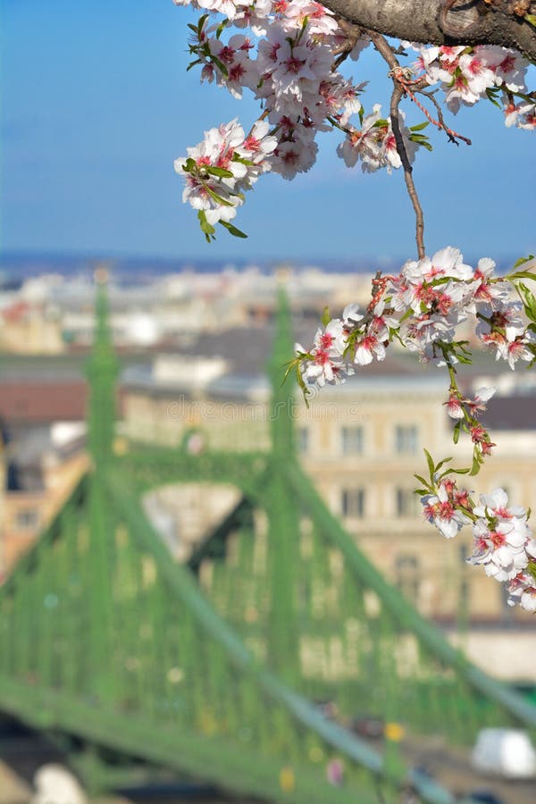 Flower with bridge stock image. Image of greenbridge - 143907383