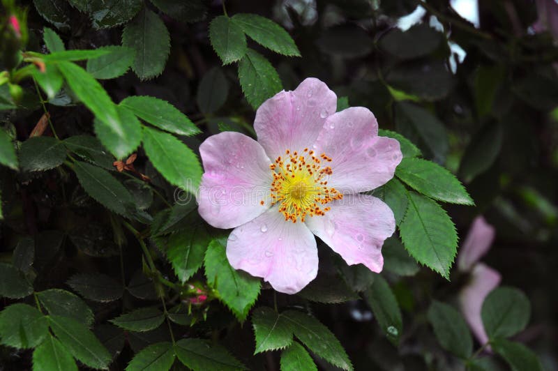 Brier stock image. Image of healthy, snow, branch, eglantine - 29759767