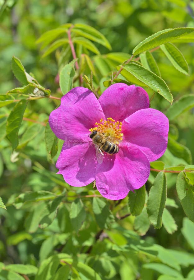 Flower Brier 5 Stock Photos - Free & Royalty-Free Stock Photos from ...