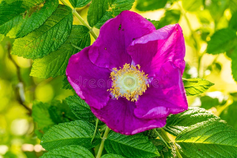 Flower of Brier-rose Close Up View Stock Photo - Image of aroma ...