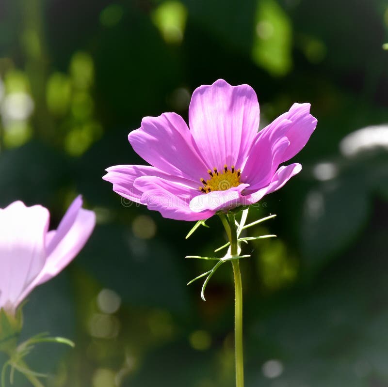 Pink Cosmea Rose. Beautiful Cosmos Flower Isolated Stock Photo - Image ...