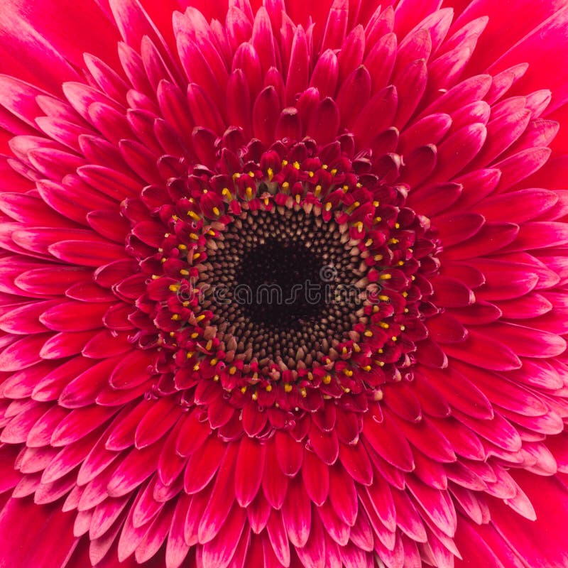 Flower stock photo. Image of summer, design, colors, decoration - 48405468