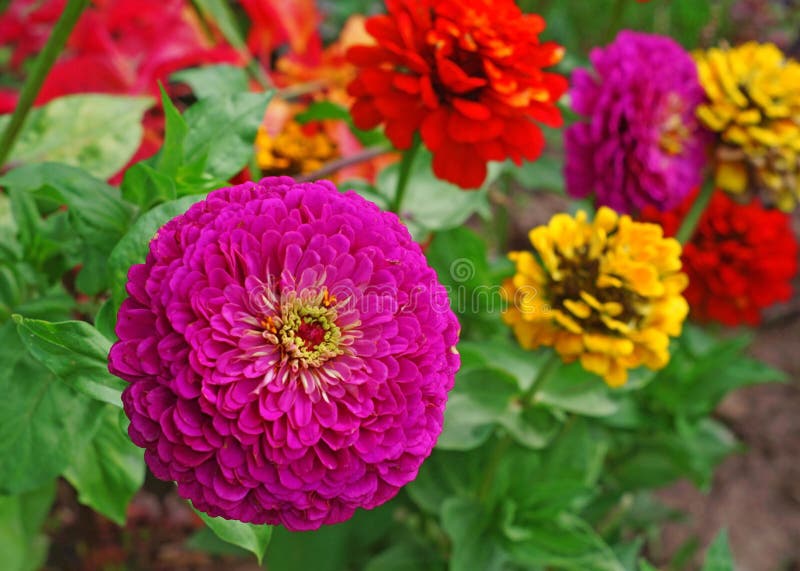 Flower Bright Pink Zinnia Flower Beds on Background Stock Image - Image ...