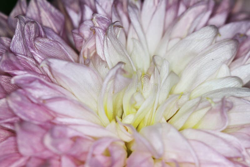 A Flower Brightly Saturated Color Fresh Filling the Whole Frame Stock ...