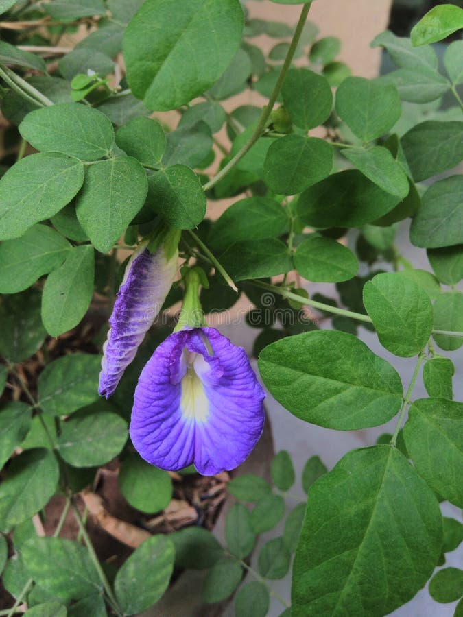 Brijal Color Flower Stock Photos - Free & Royalty-Free Stock Photos ...