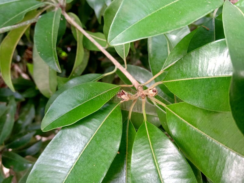 Flower from Brown Sapodilla Fruit Stock Photo - Image of leaf, flower ...