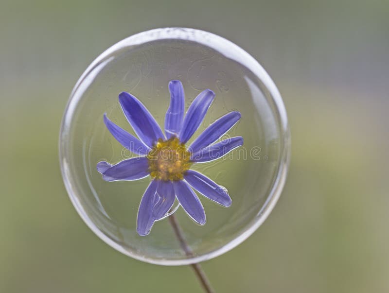 Daisy and Bubble stock image. Image of beauty, nature - 96835189