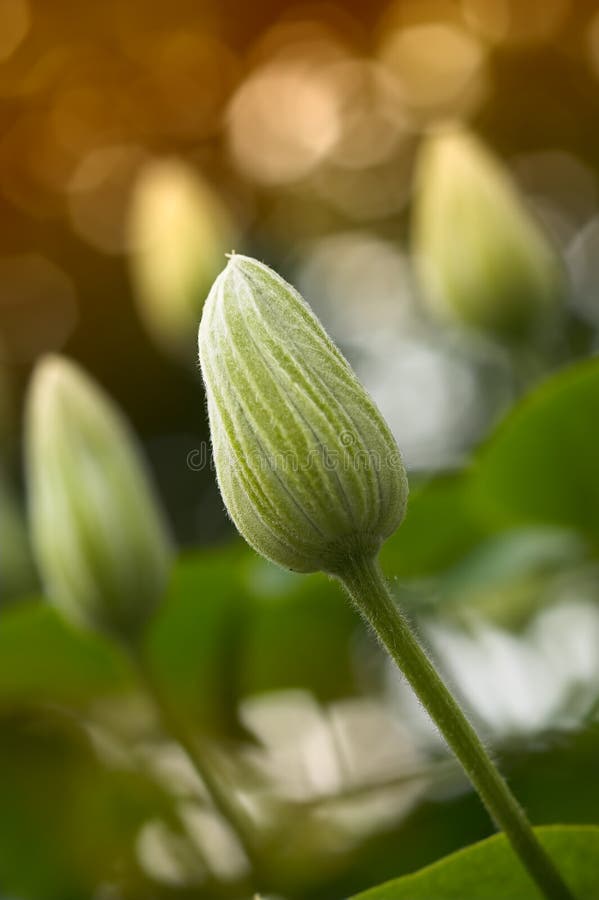 Flower bud stock image. Image of spring, growing, green - 2713649