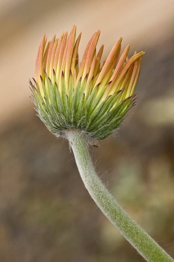 Flower Bud stock photo. Image of macros, plant, macro - 4738418