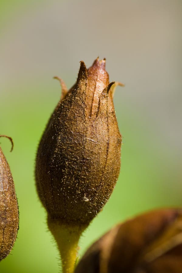 Flower bud stock photo. Image of nature, blossom, summer - 5014952