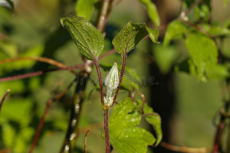 Flower Bud Against the Background of Green Leaves Stock Photo - Image ...