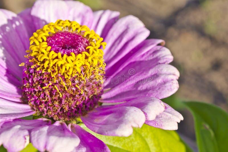 Flower bud stock photo. Image of beautiful, bright, park - 32577990