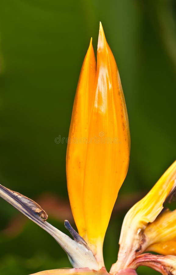 Flower Bud on Bird of Paradise Stock Image - Image of pointed, flower ...