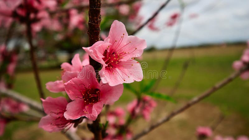 A Flower Budding on the Top of a Tree Branch Stock Image - Image of ...