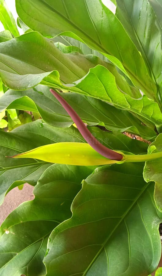 The Flower Bud Called the Wave of Love Grows Vigorously Stock Image ...