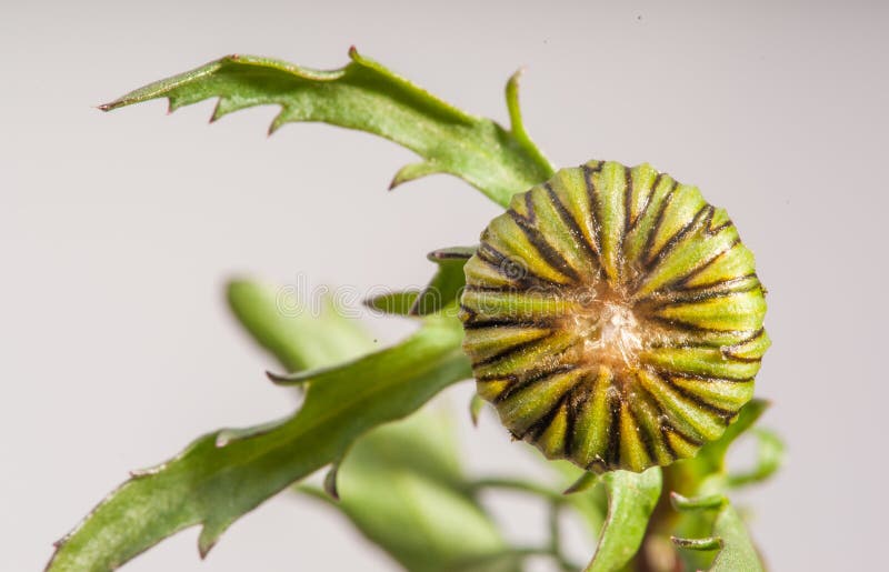 Flower Bud of a Daisy To Be Stock Photo - Image of striate, pattern ...