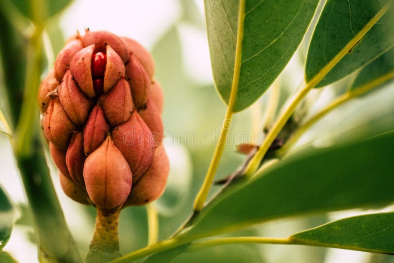 Flower bud emerging stock image. Image of small, purple - 169442685