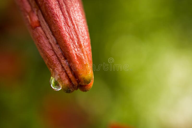 Flower Bud and Hanging Water Drop Stock Image - Image of green, natural ...