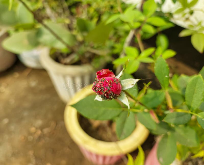 Flower Bud Infected with Pests, Bugs, Insects Affecting Plants, Disease ...