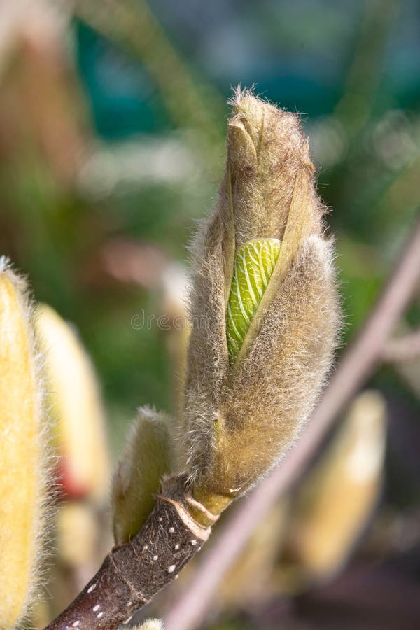 Detailed Image of a Flower Bud of a Magnolia Tree. Stock Image - Image ...