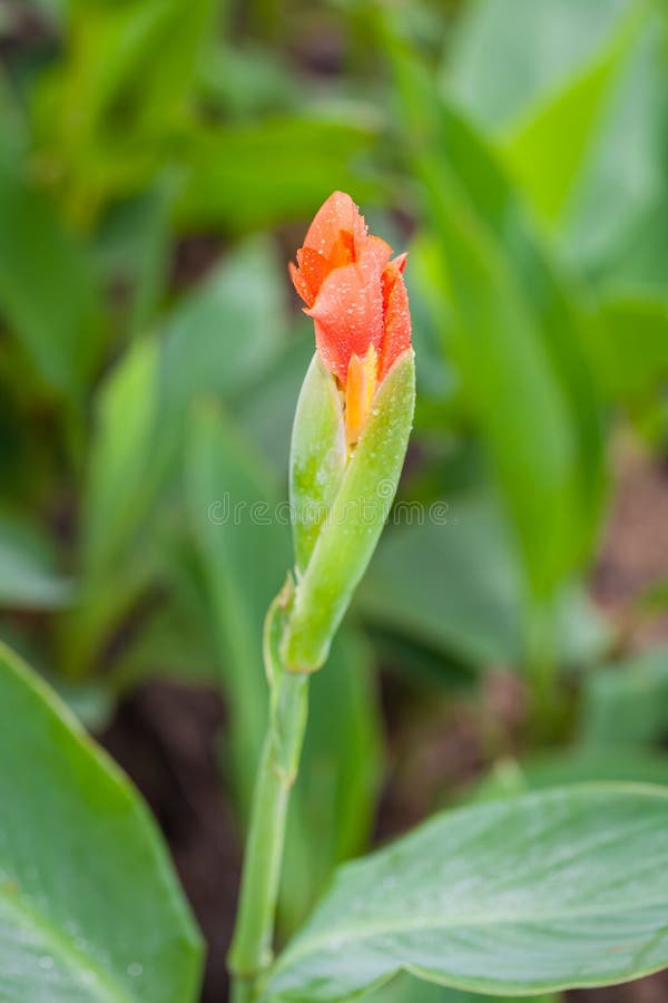 The Flower Bud of Orange Canna Spp. Stock Photo - Image of green ...